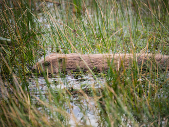 Idle Valley Visitor Centre and Nature Reserve | Nottinghamshire ...