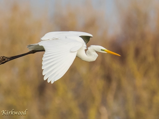 Attenborough Nature Centre and Reserve | Nottinghamshire Wildlife Trust