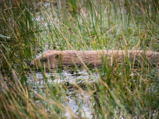 Idle Valley Visitor Centre and Nature Reserve | Nottinghamshire ...