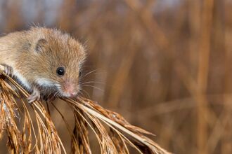 Wetlands for Wildlife in Nottinghamshire | Nottinghamshire Wildlife Trust