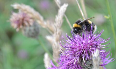 Bringing back bees | Nottinghamshire Wildlife Trust