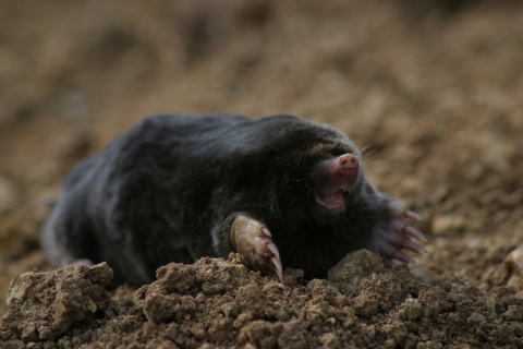 Mole | Nottinghamshire Wildlife Trust