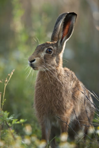Our vision | Nottinghamshire Wildlife Trust