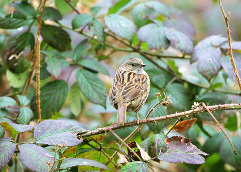 Wildlife Trust hails the halting of the destruction of hedgerow in ...