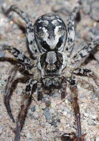 Spiders of the quantum realm… | Nottinghamshire Wildlife Trust