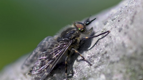 Notch-horned cleg-fly (horse fly) | Nottinghamshire Wildlife Trust