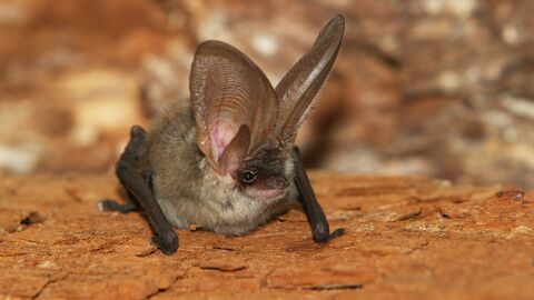 Grey long-eared bat | Nottinghamshire Wildlife Trust