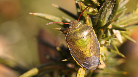 Gorse shieldbug | Nottinghamshire Wildlife Trust