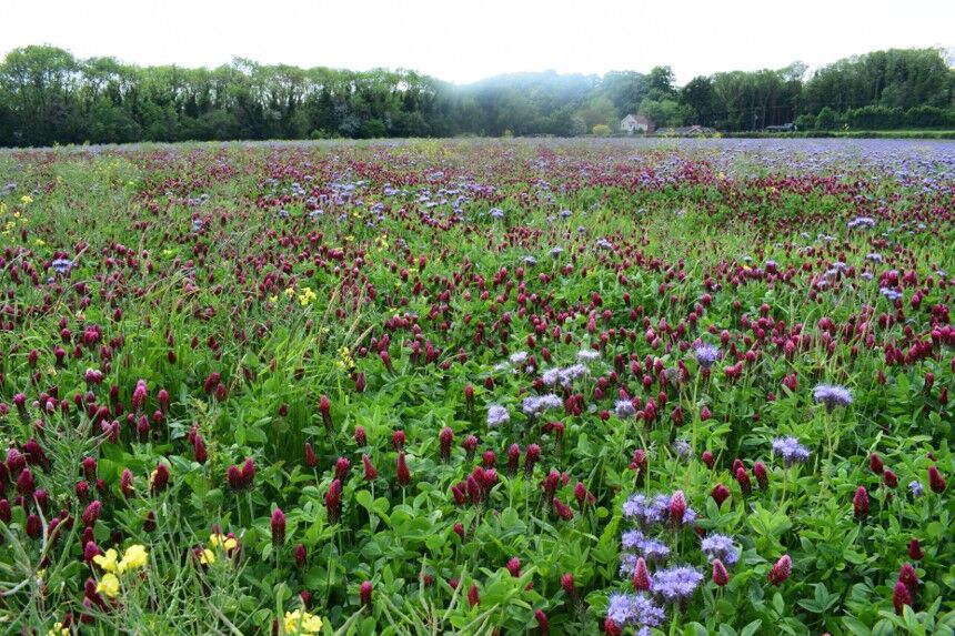 Working with farmers - Herbal Ley | Nottinghamshire Wildlife Trust