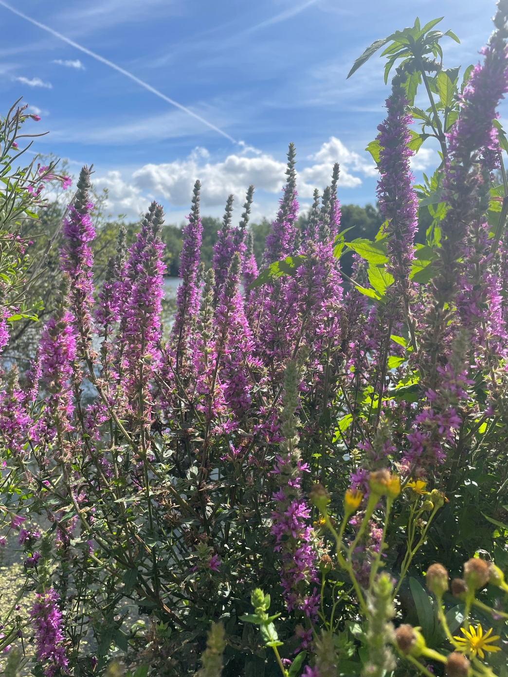 My Wild Work Day | Nottinghamshire Wildlife Trust