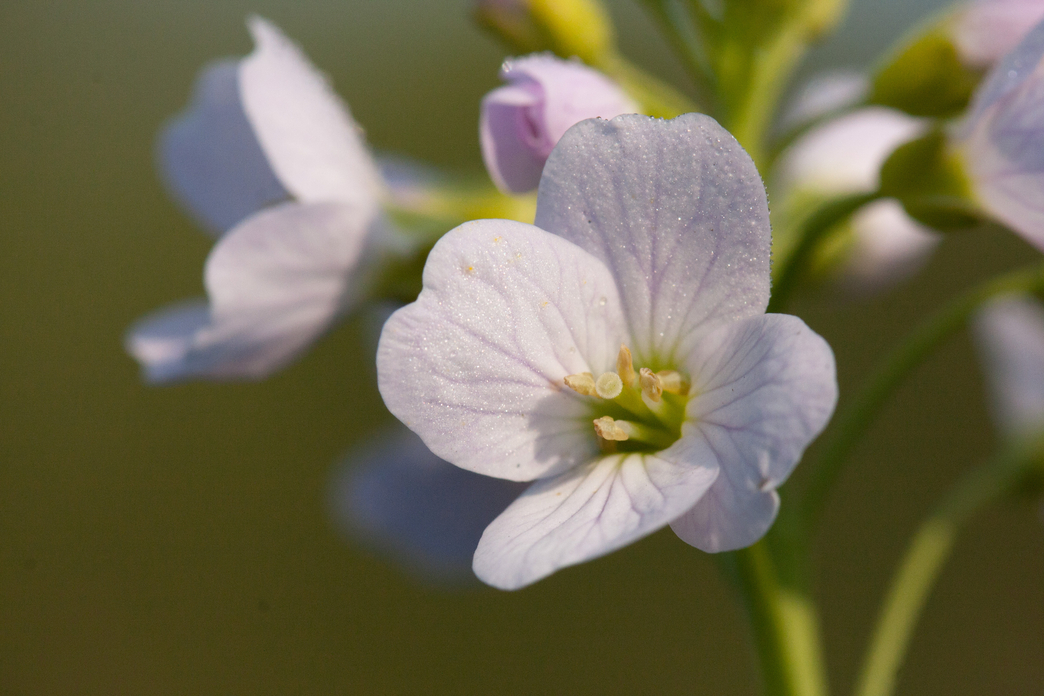 Marvelous Meadows: what are they, and why are they so important ...