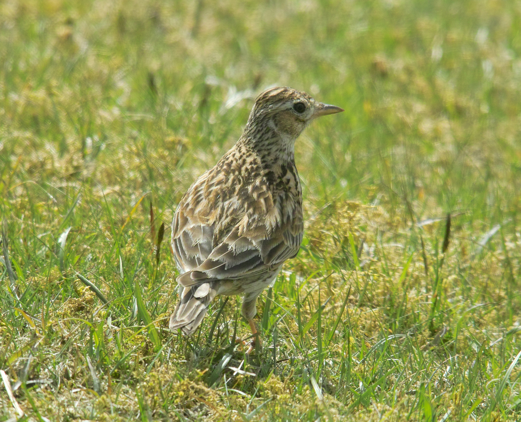 Marvelous Meadows: what are they, and why are they so important ...