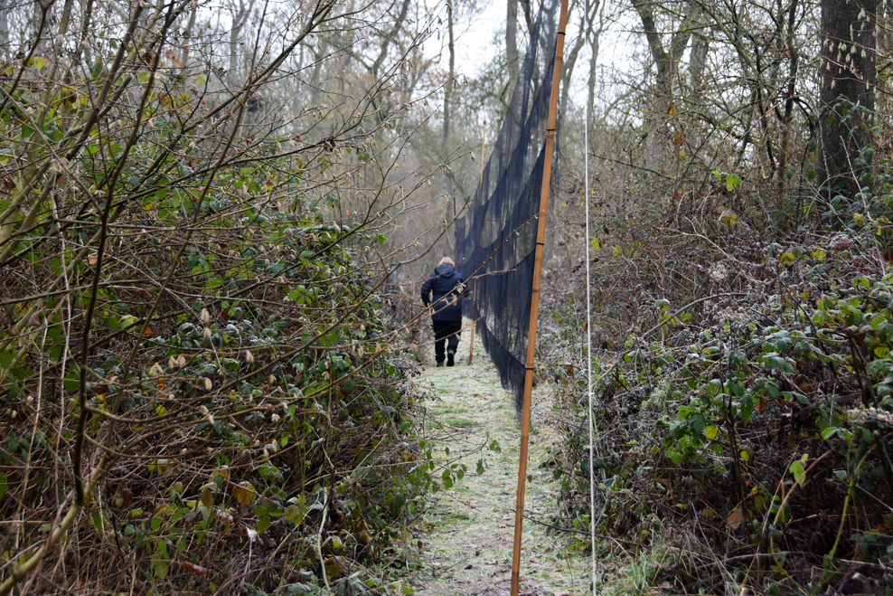 B'ringing' in the 51st year of Treswell Bird Ringing Group ...