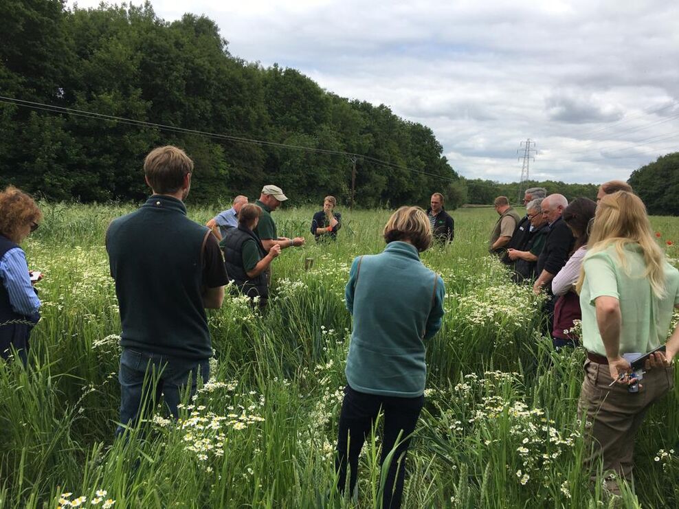 Working with farmers - Herbal Ley | Nottinghamshire Wildlife Trust