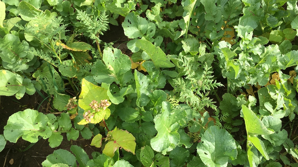 Working with farmers - cover crops | Nottinghamshire Wildlife Trust