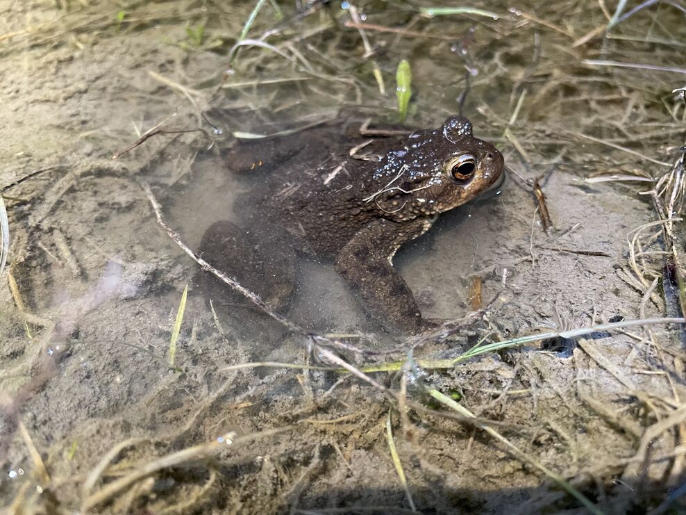Nottinghamshire’s toads need your help! | Nottinghamshire Wildlife Trust
