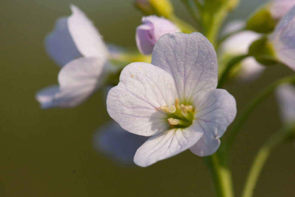 Marvelous Meadows: what are they, and why are they so important ...