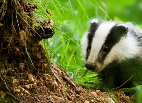 Government gives badgers a reprieve | Nottinghamshire Wildlife Trust