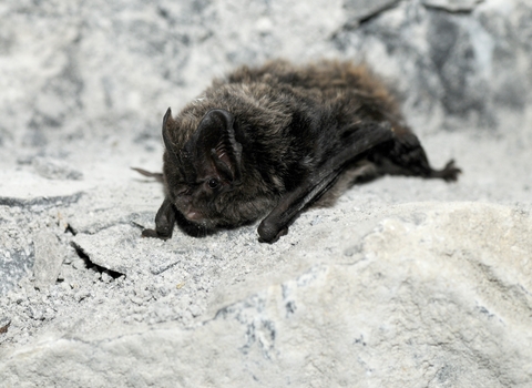 Barbastelle bat | Nottinghamshire Wildlife Trust
